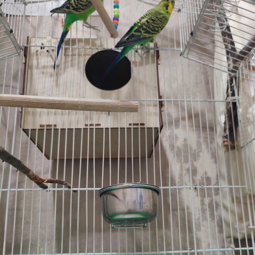 Волнистый попугай с клеткой