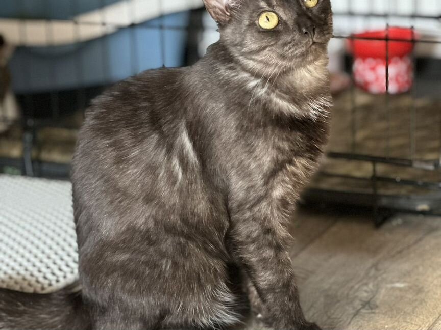 Кошка Гайя 2 года стерилизована
