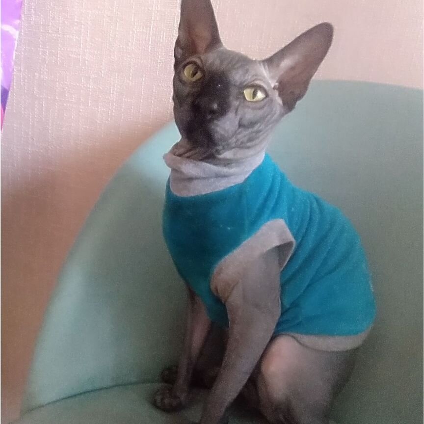 Лысые котята сфинкс