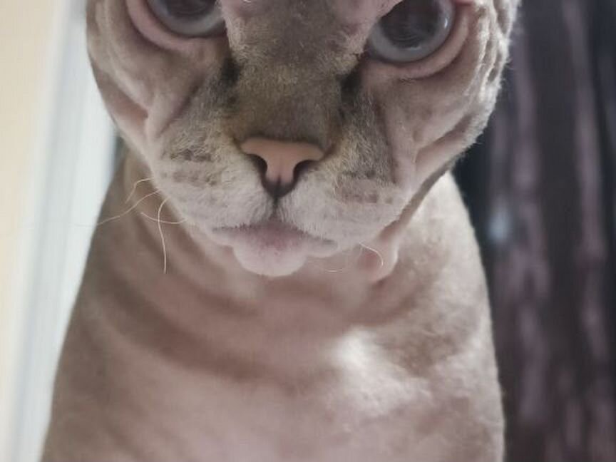 Отдам кота в добрые руки смесь сфинкса