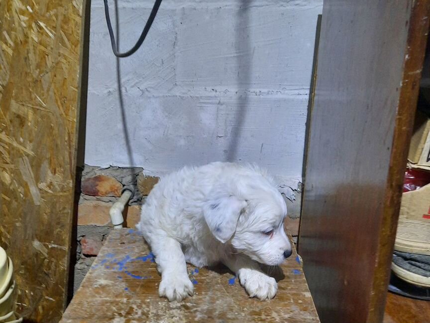 Отдам щенков в хорошие руки бесплатно