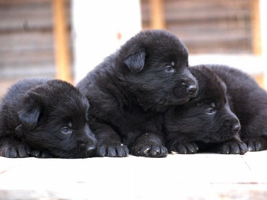 Немцы- отличные овчарки - толстолапые щенки