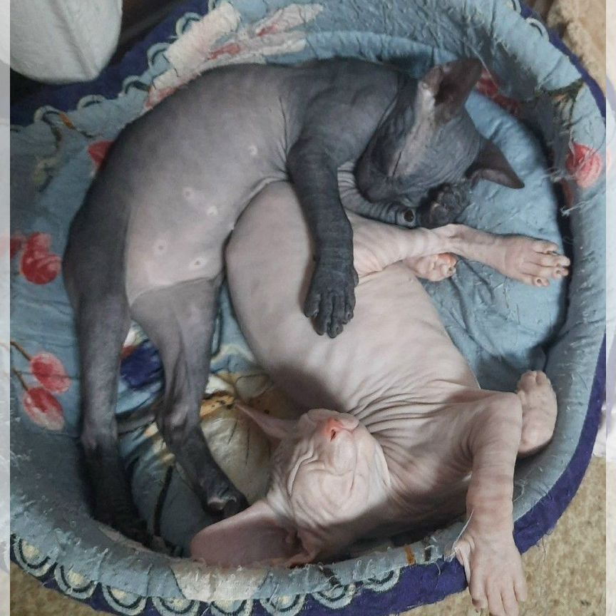 Донской сфинкс котёнок