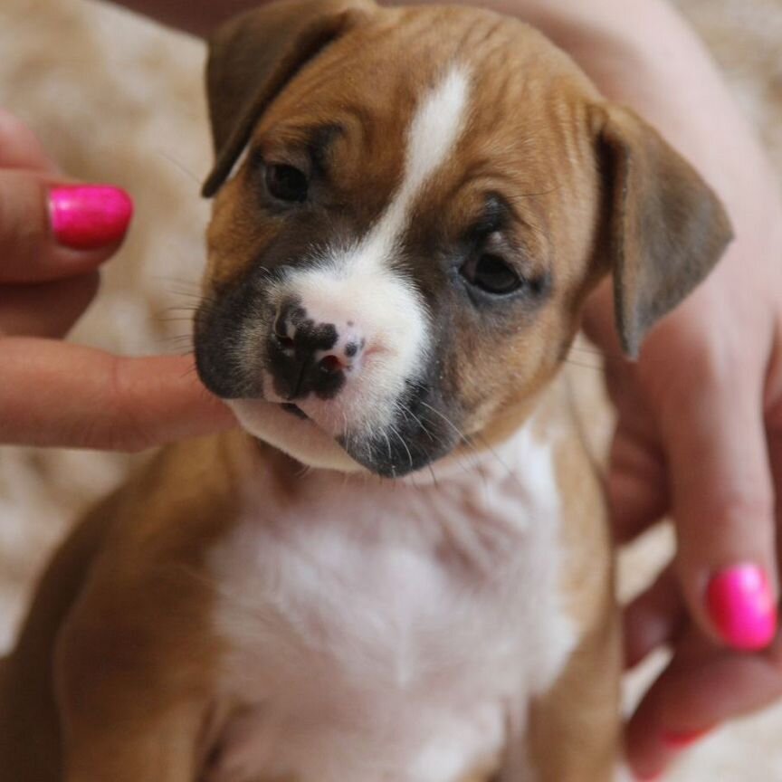 Американский стаффордширский терьер, щенок