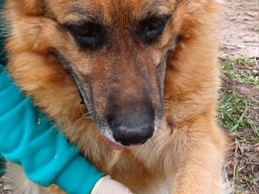 Овчарка немецкая чепрак