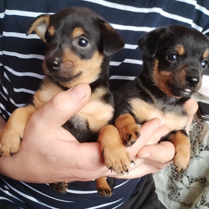 Той-терьер щенки