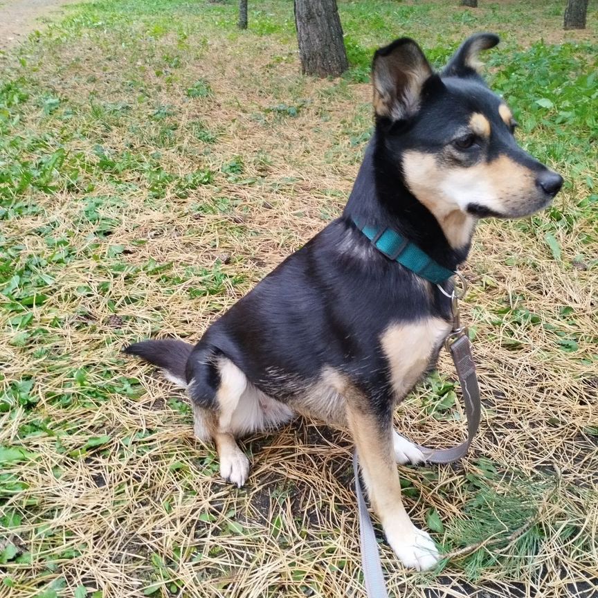 Собака в добрые руки