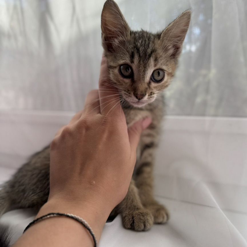 Котенок девочка в добрые руки