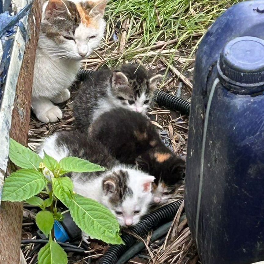Бездомные котята ищут дом