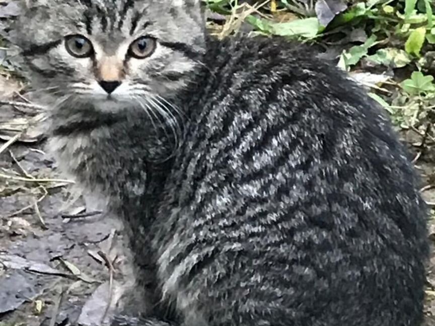 Котята 2,5 мес в хорошие руки