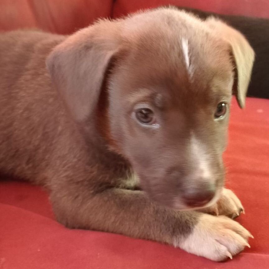 Американский стаффордширский терьер, щенок