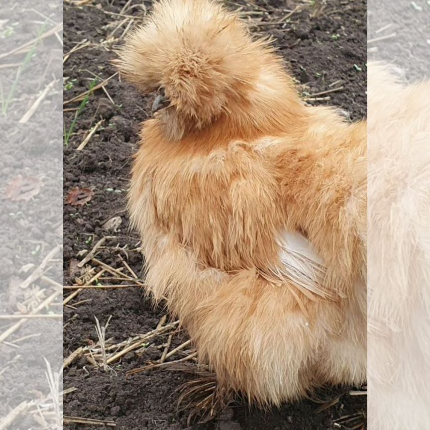 Куры шолковые