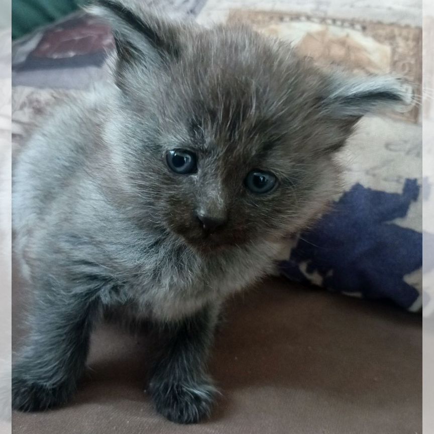 Мейн-кун котёнок