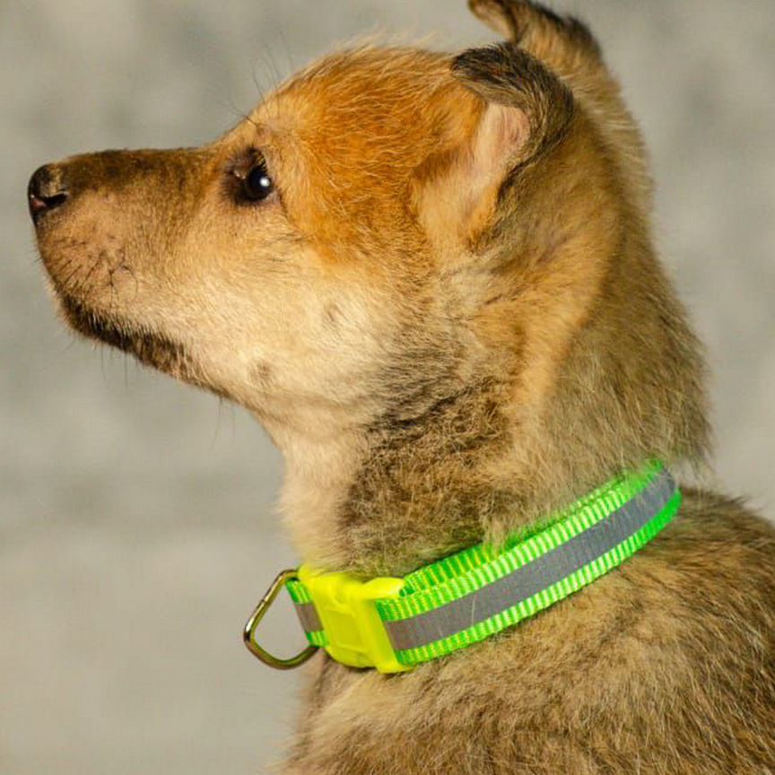 Щенята бельгийской овчарки