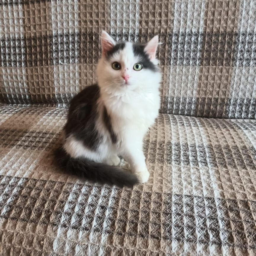 Котенок ищет дом