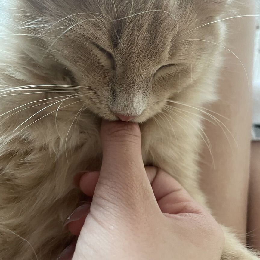 Кот