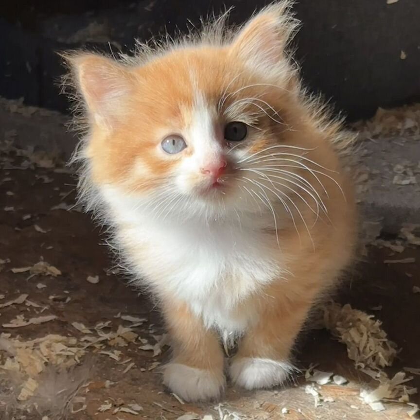 Турецкая ангора котёнок