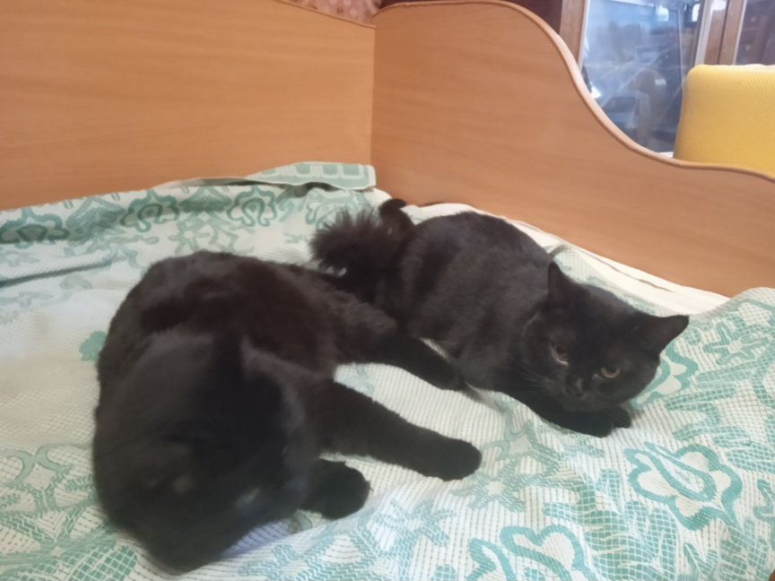 Кошка
