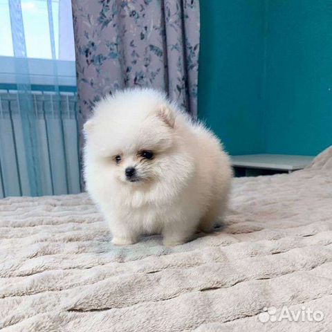 Померанский шпиц мальчик