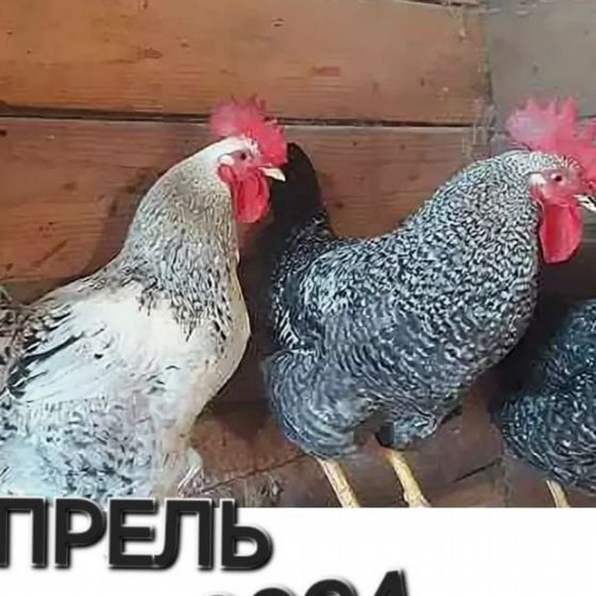 Петушки