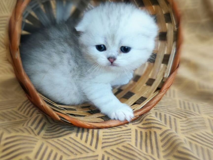 Шотландские котята Питомник