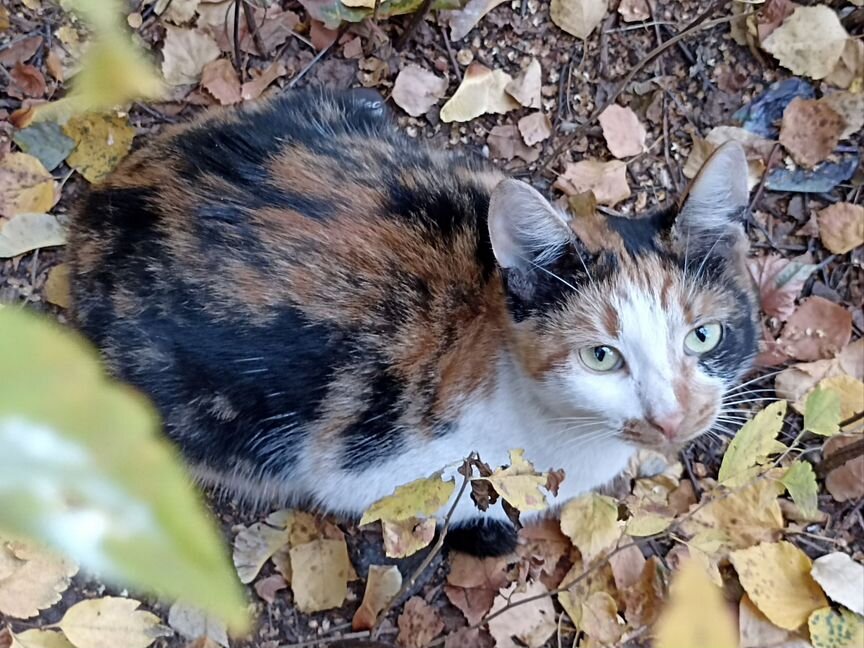 Умница-красавица Фиса ищет дом