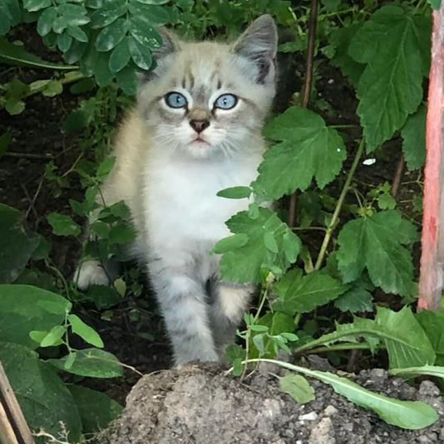 Котята выживают на улице