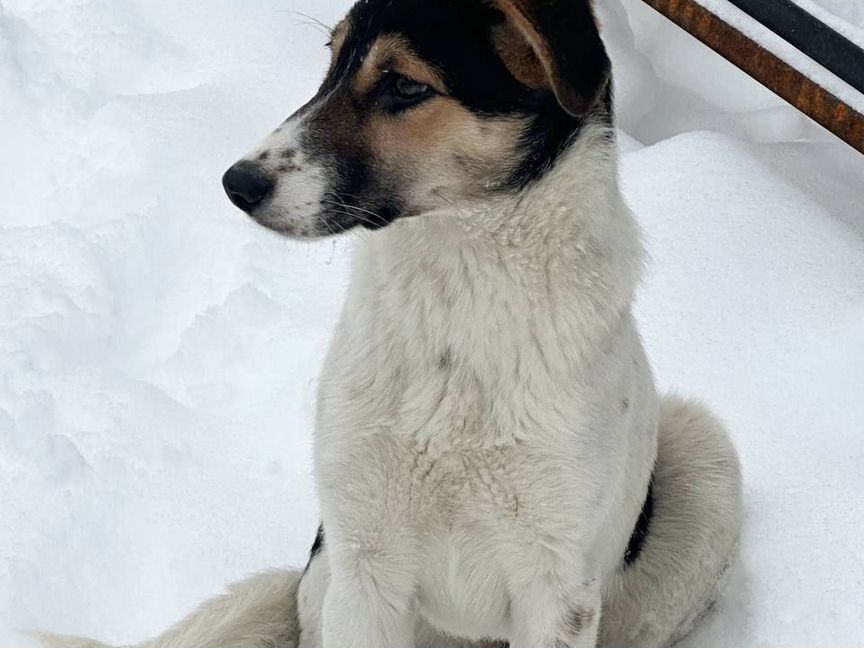 Маленькая собака в добрые руки бесплатно