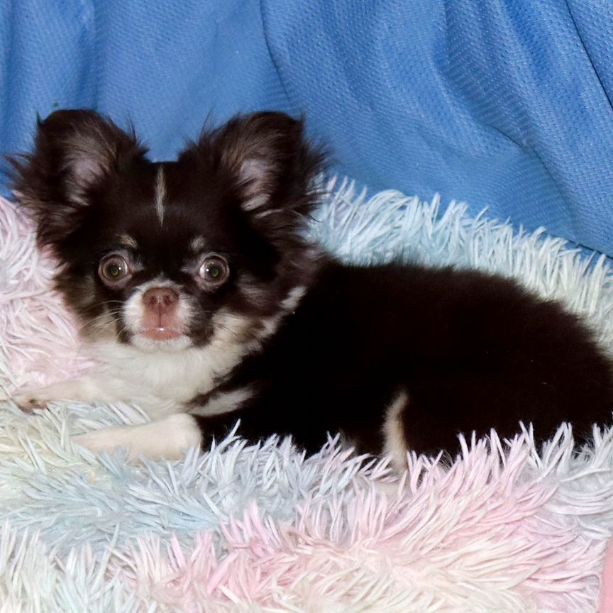 Шоколадный чихуахуа с видео и доставкой