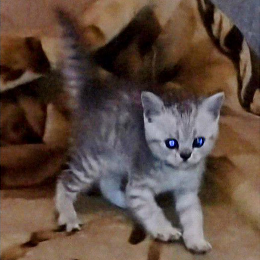 Шотландские котята