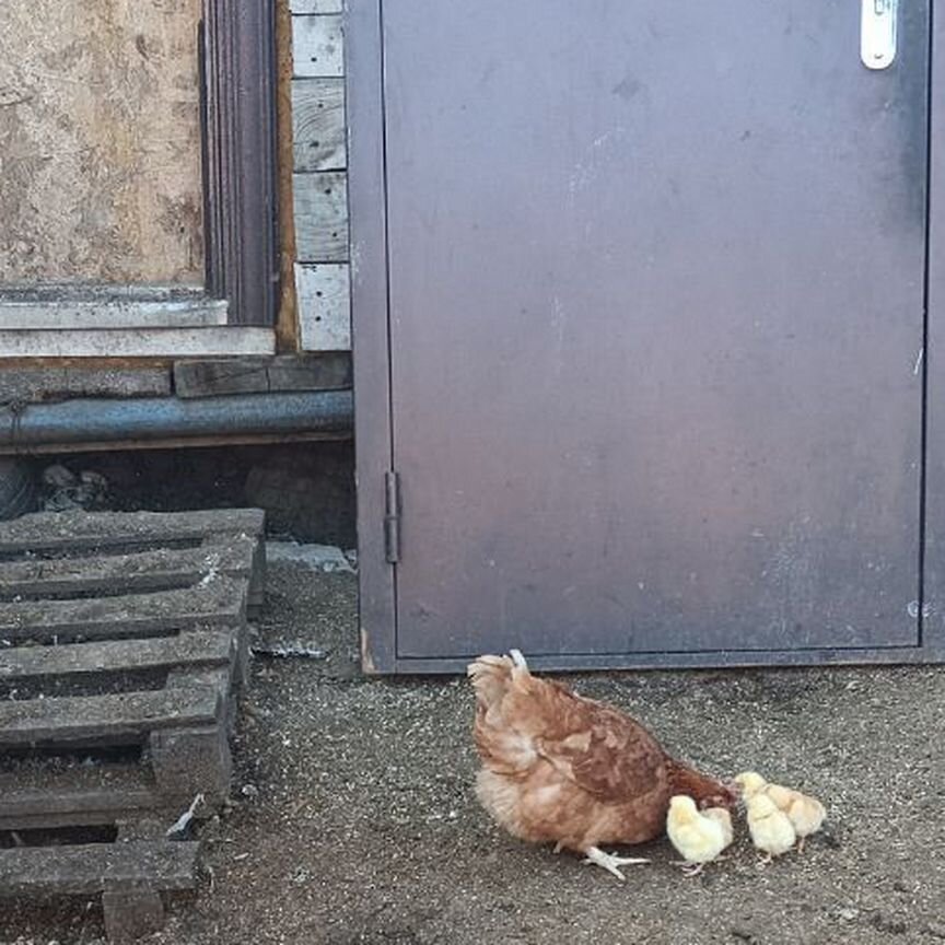 Курица наседка с цыплятами