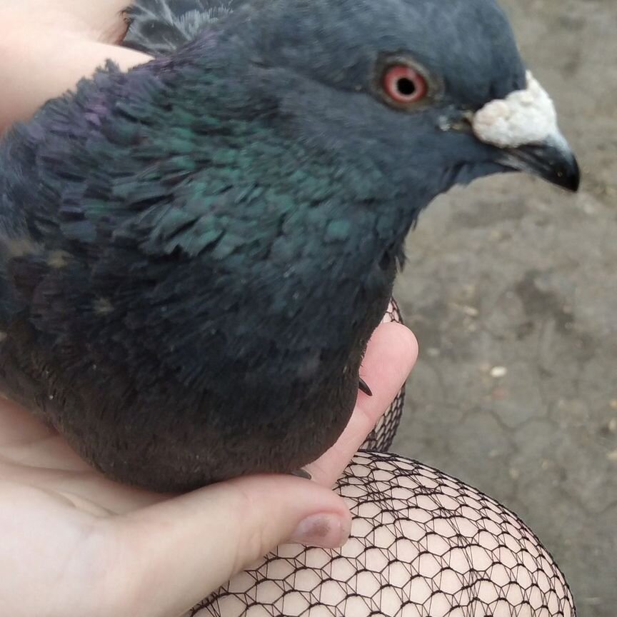 Голубь