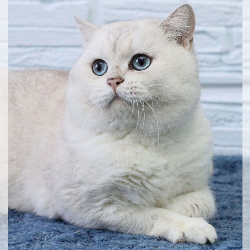 Серебристая завуалированная шиншилла кот