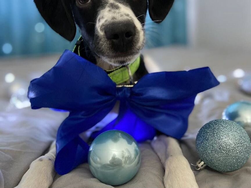 Щенок в добрые руки бесплатно