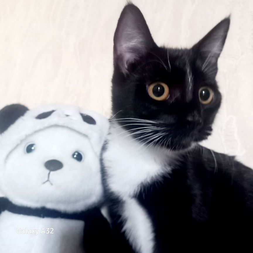 Сибирский котёнок