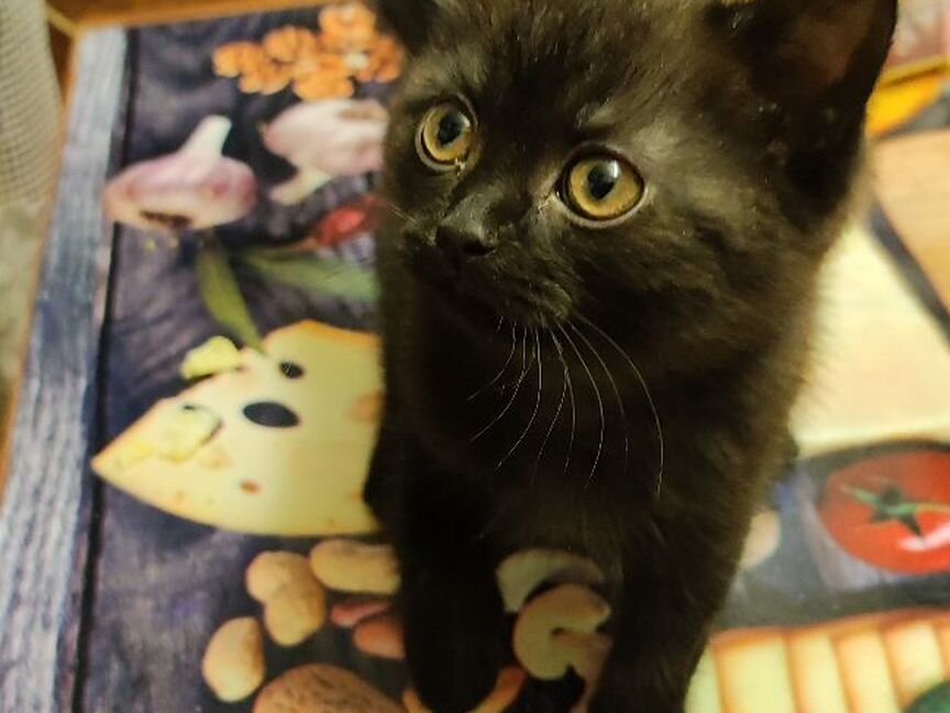 Маленькая кошка
