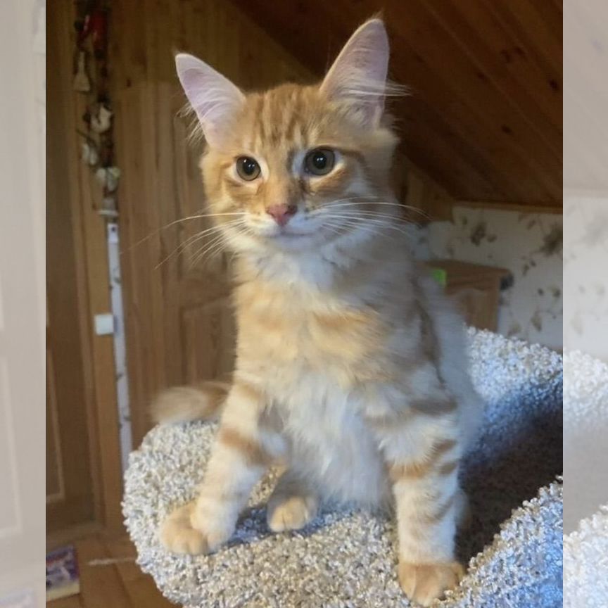 Котенок веселый Огонёк