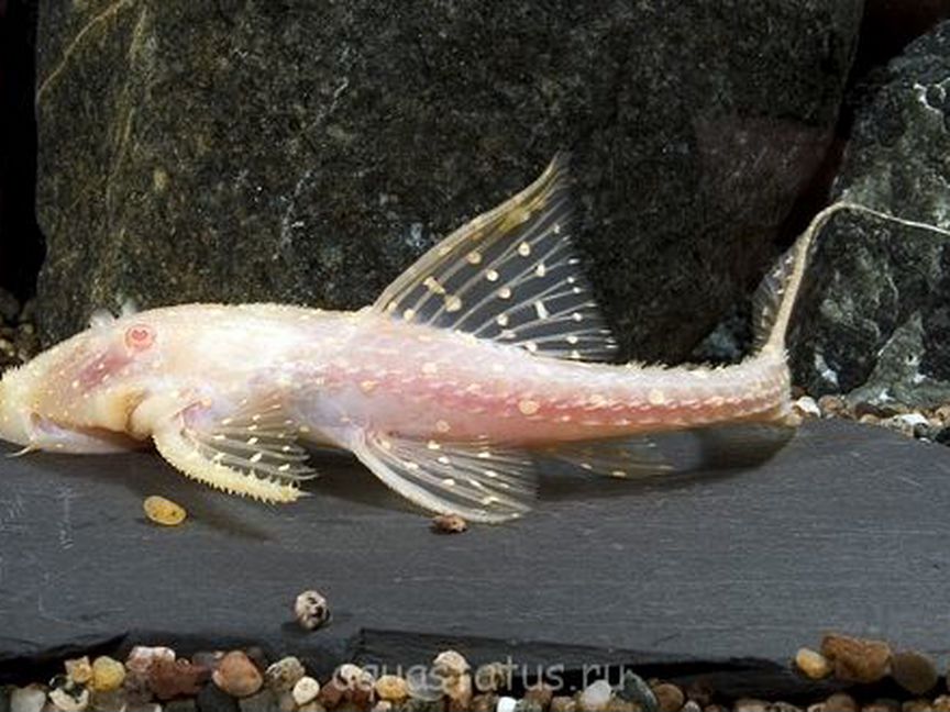 Сом Акантикус Адонис Альбинос (Acanthicus Adonis