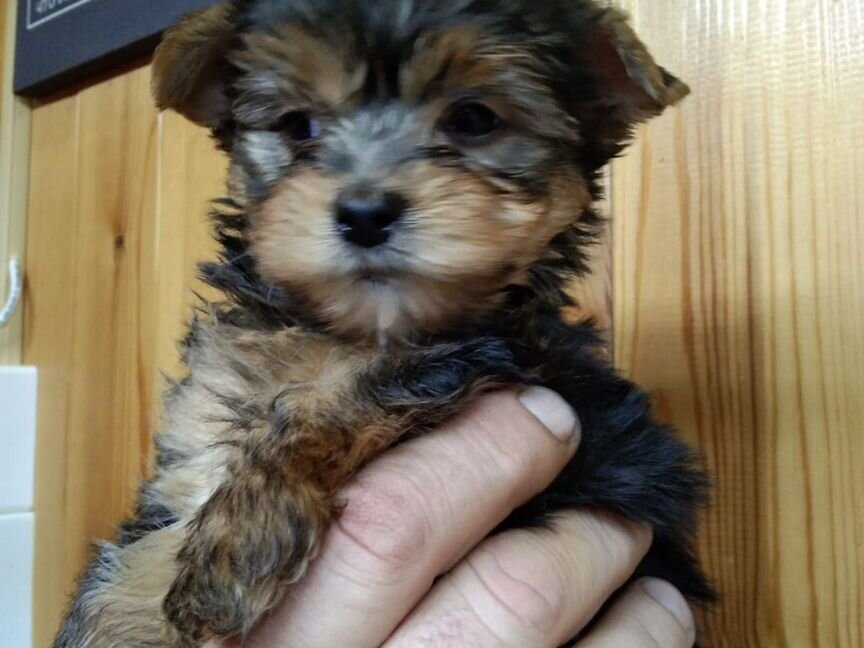 Йоркширский терьер