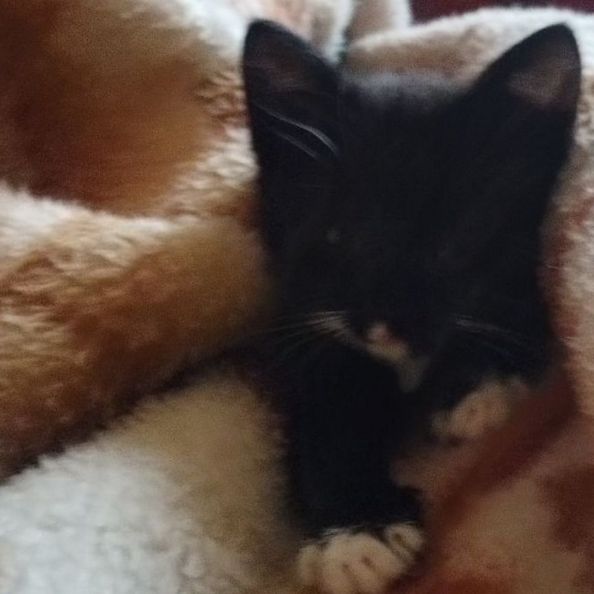Отдам котят