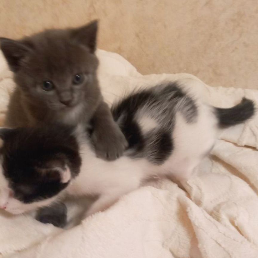 Котята в добрые руки бесплатно мальчики