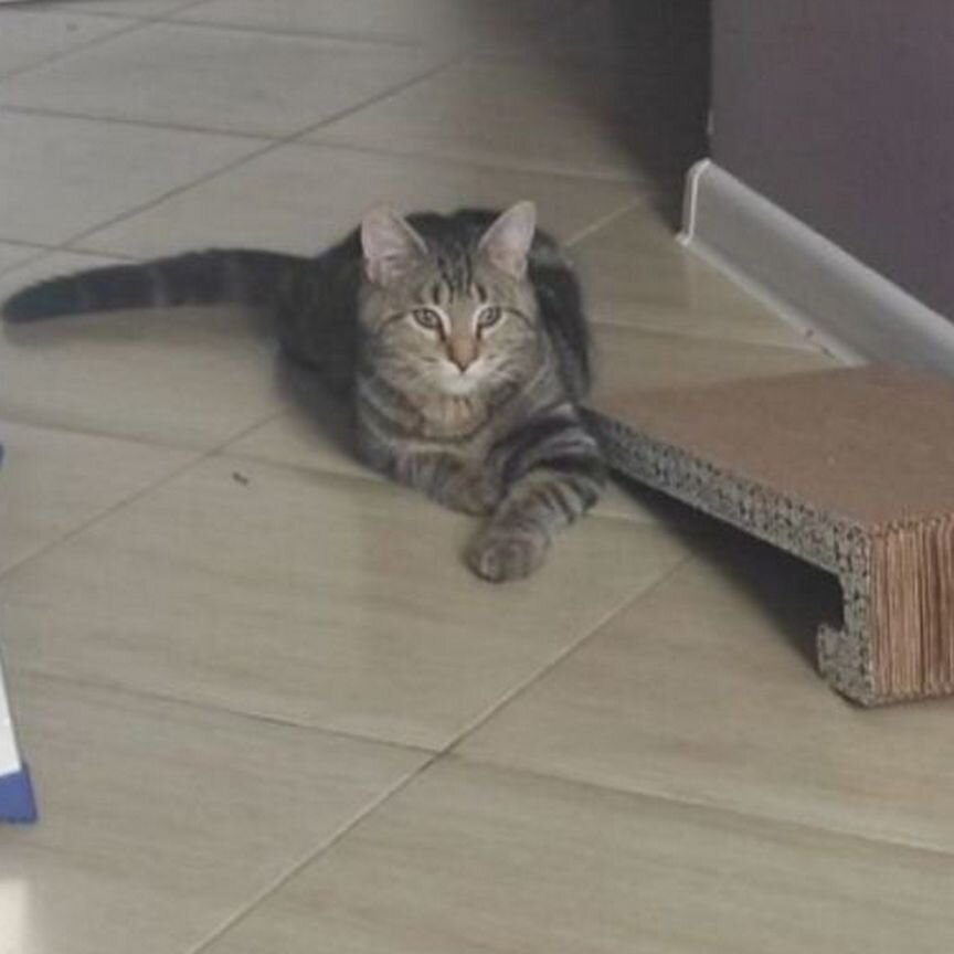 Котёнок, молодой кот