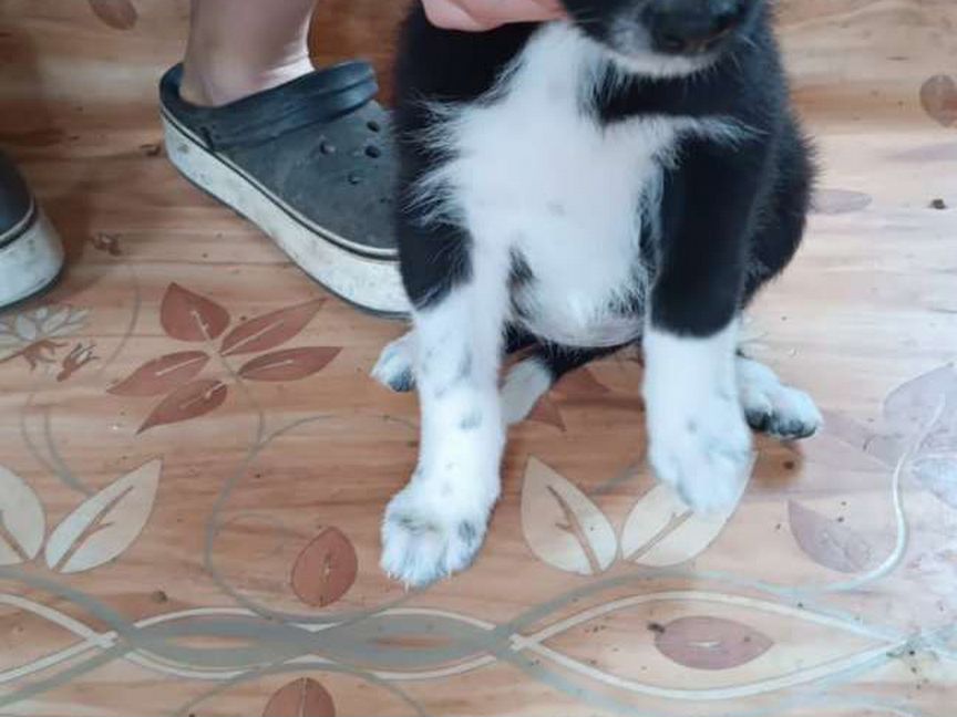 Хотим Домой, две девочки