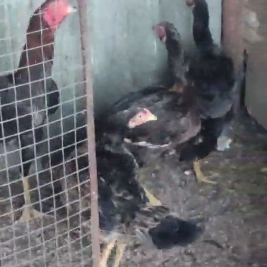 Даканы(бойцовые куры)