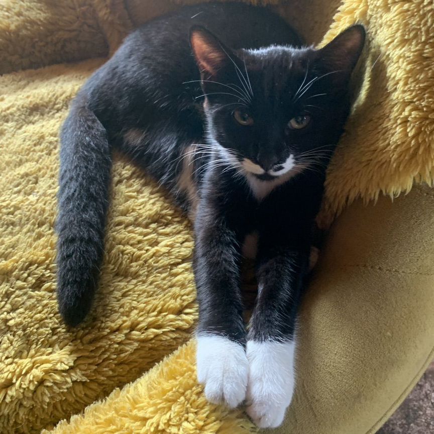 Котята в добрые руки 1 месяц