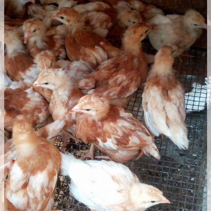 Продам цыплят несущки ломан Браун