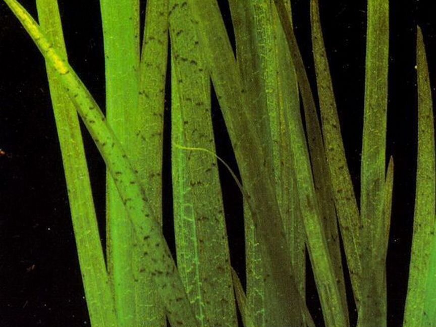 Валлиснерия бесплатно