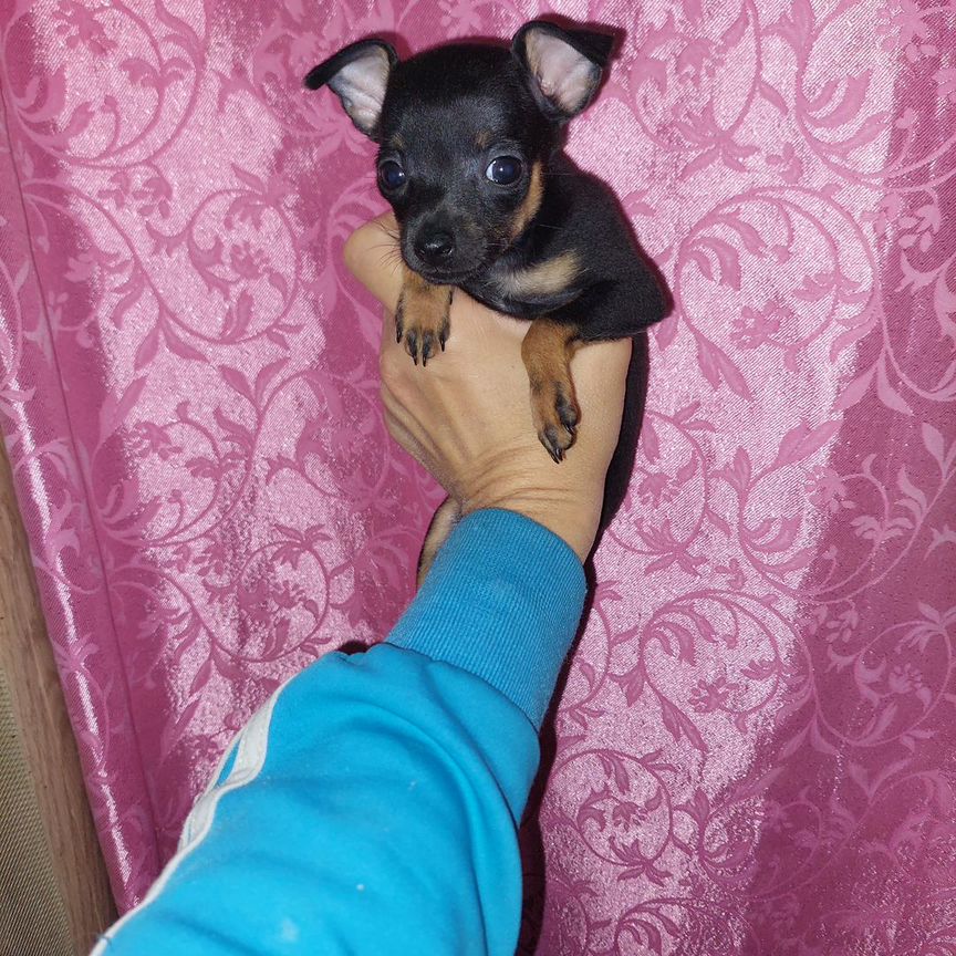 Мини той-терьер