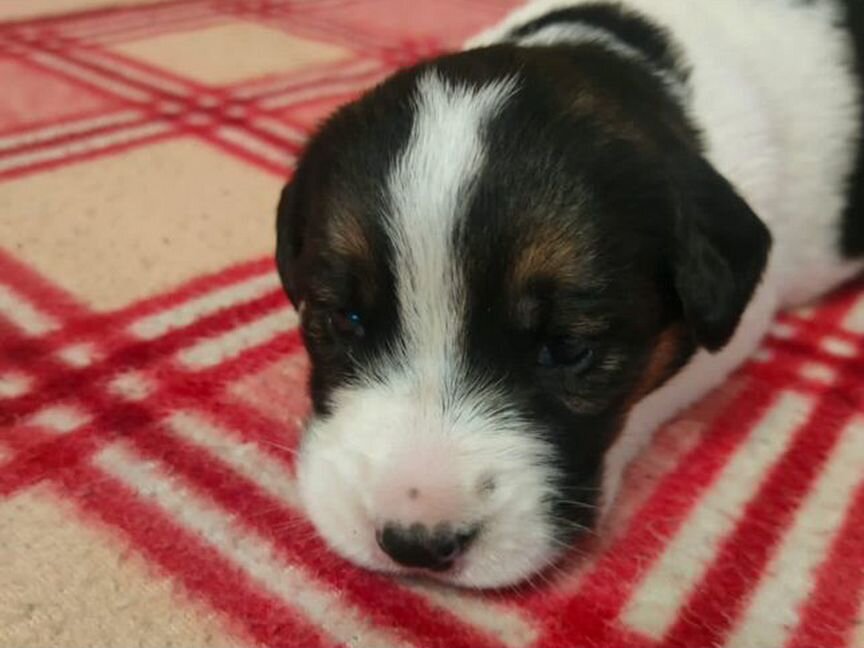 Продам щенят