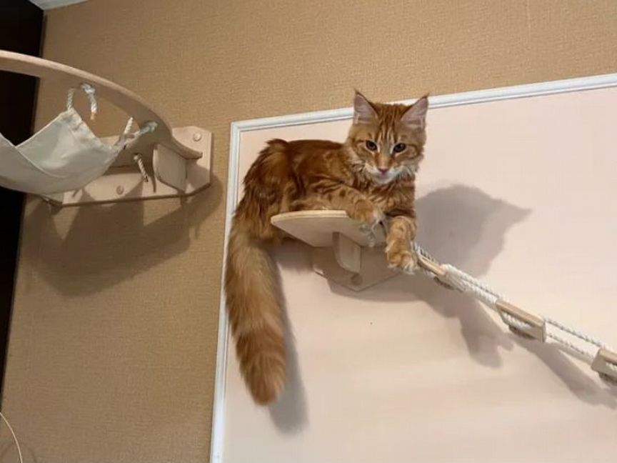 Аксессуары / комплекты / для кошек